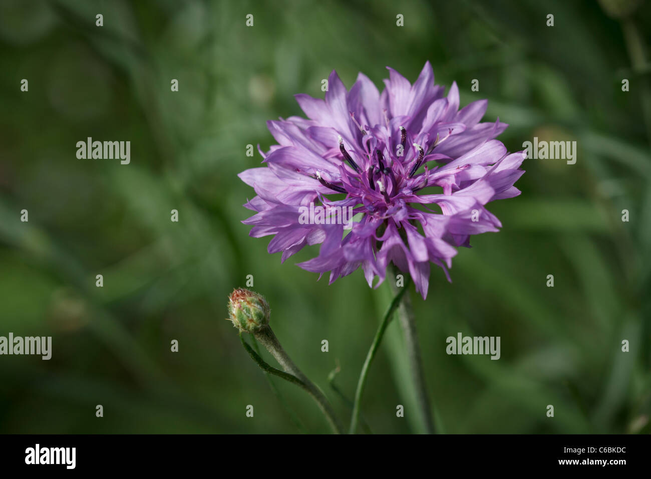 close up purple cornflower and buds Stock Photo - Alamy