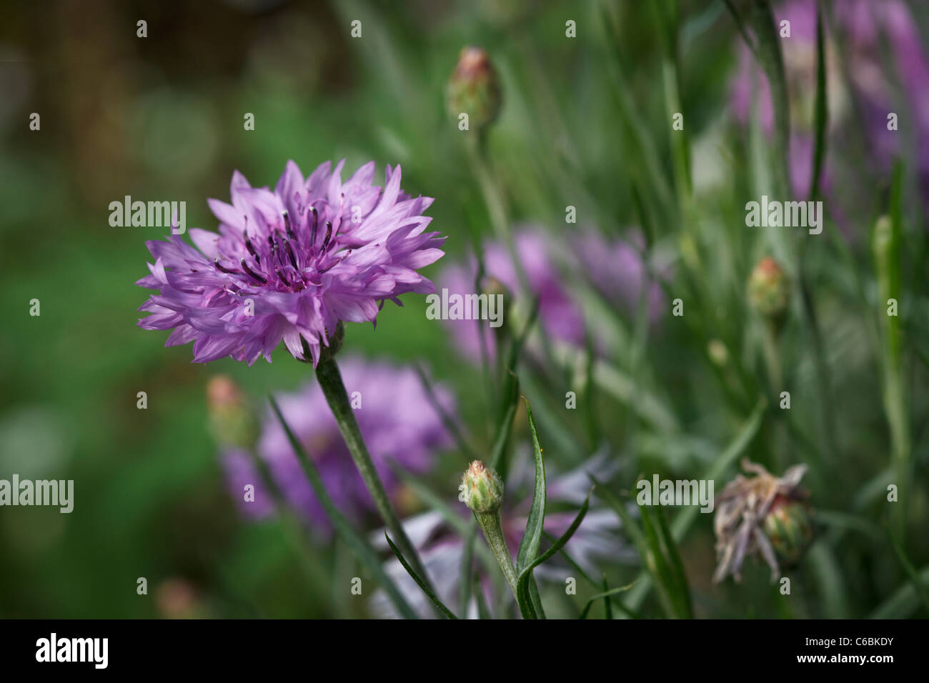 close up purple cornflower and buds Stock Photo - Alamy