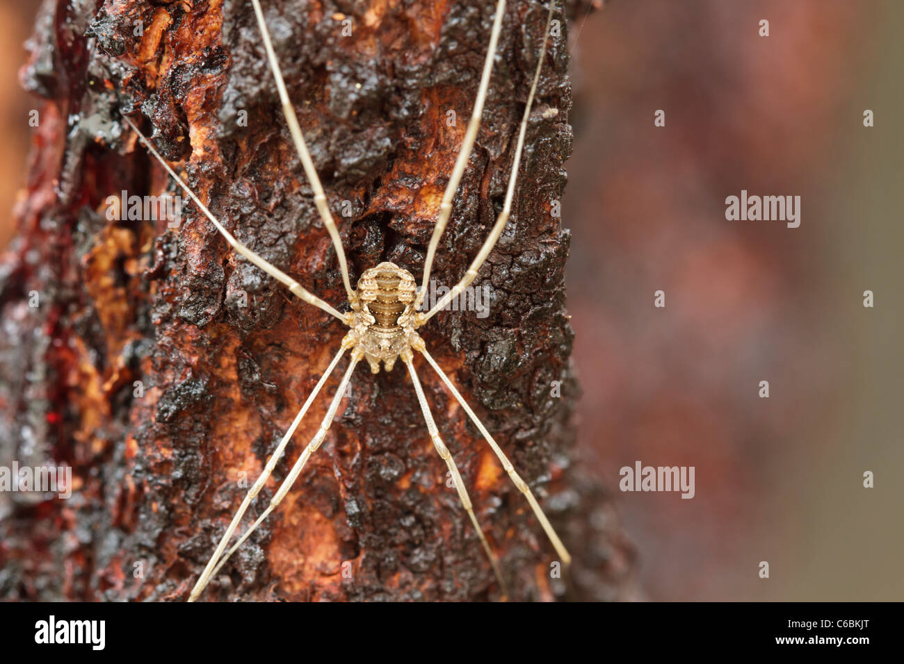 Harvest Spider Stock Photos & Harvest Spider Stock Images - Alamy