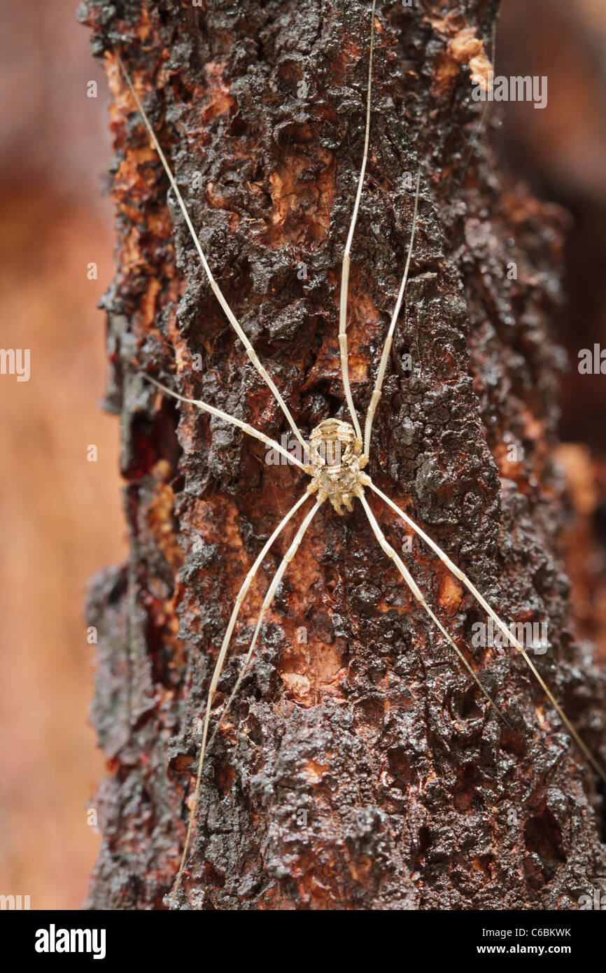 Red harvestman hi-res stock photography and images - Alamy