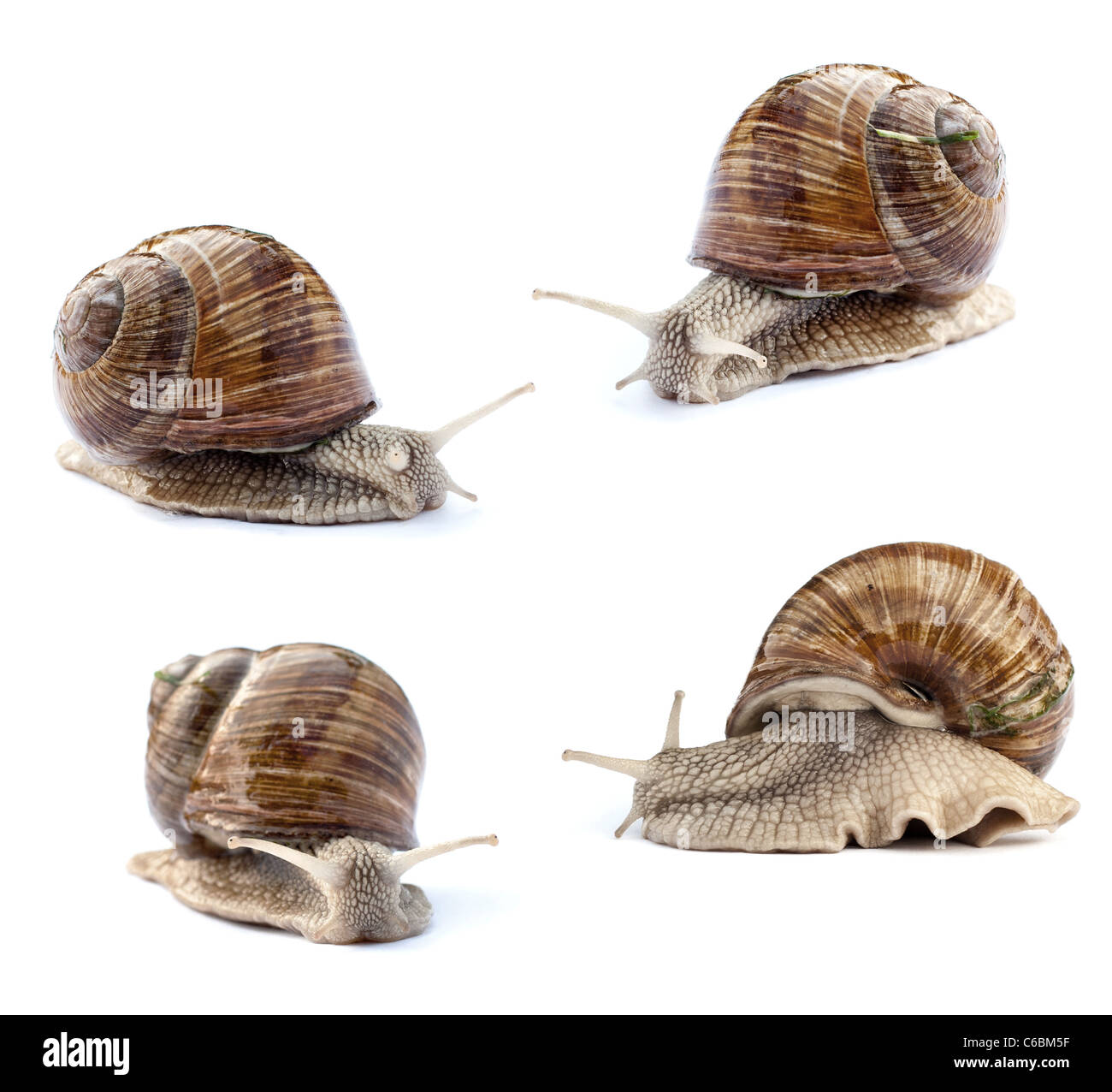 snail closeup high resolution Stock Photo - Alamy