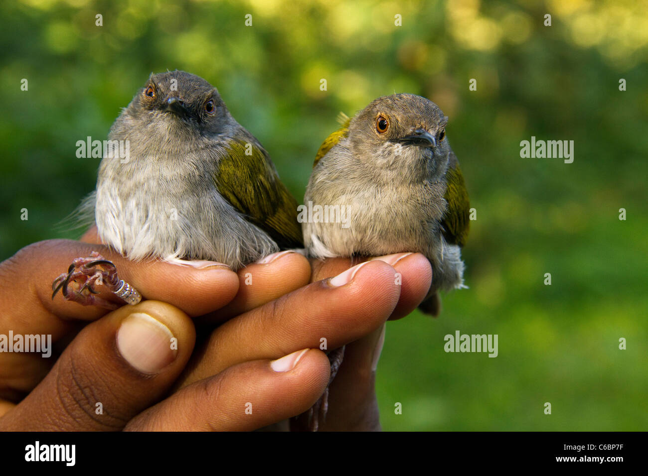 Camaroptera brevicaudata hi-res stock photography and images - Alamy