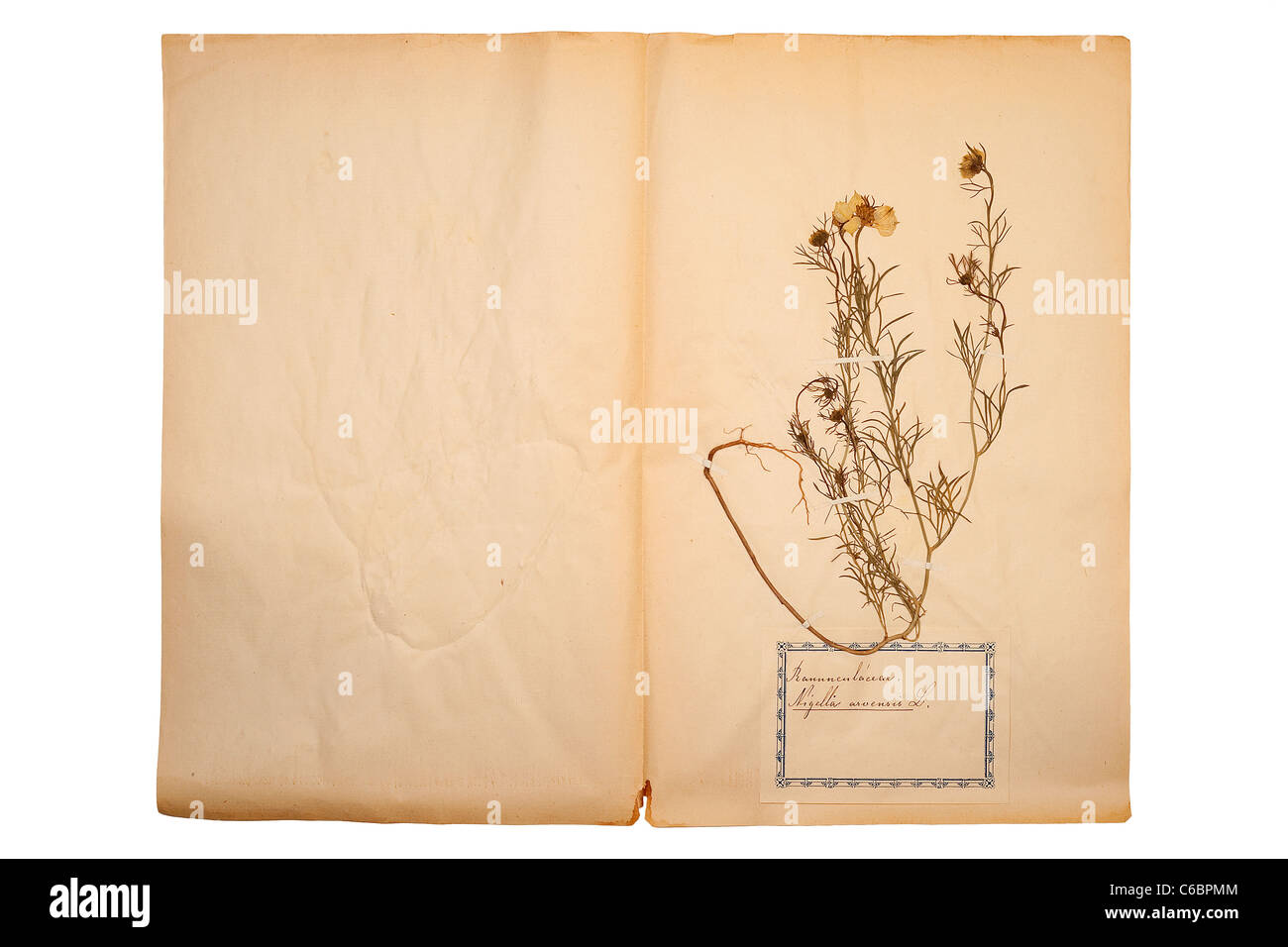 Gone yellow hi-res stock photography and images - Alamy