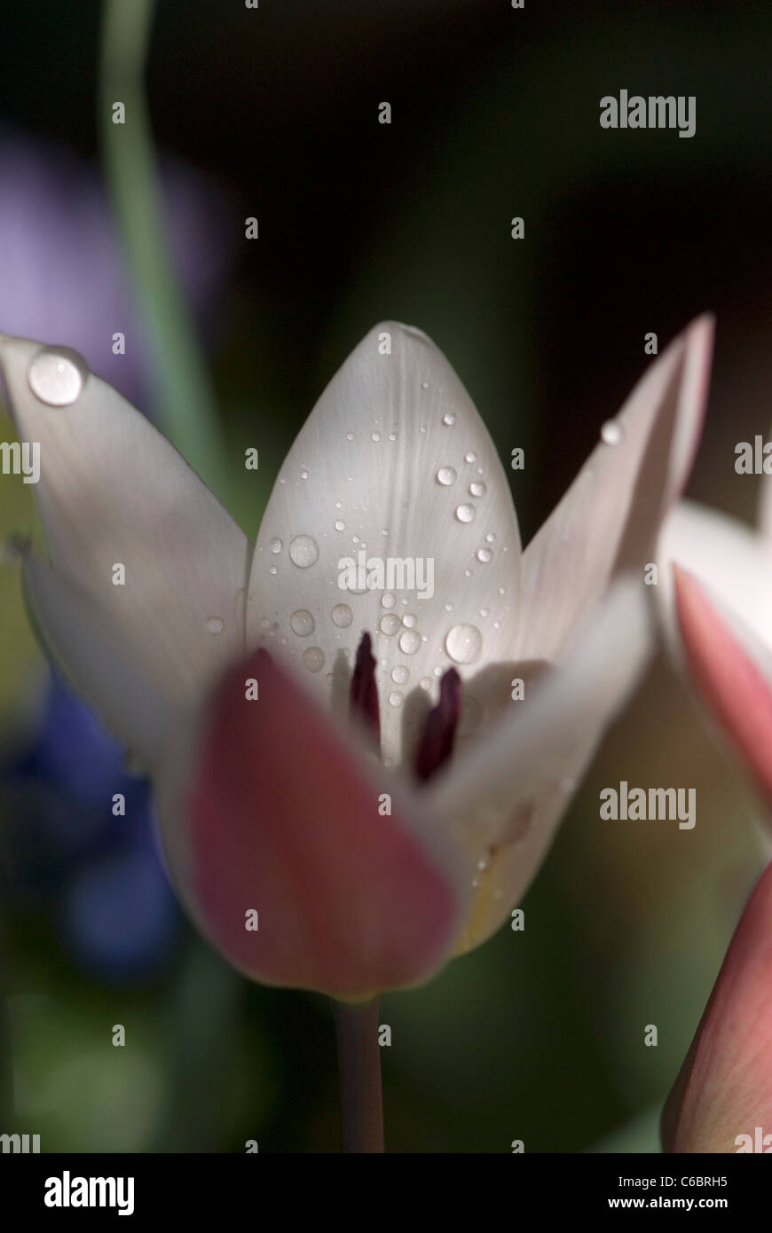Tulipa lady jane pink white hi-res stock photography and images - Alamy