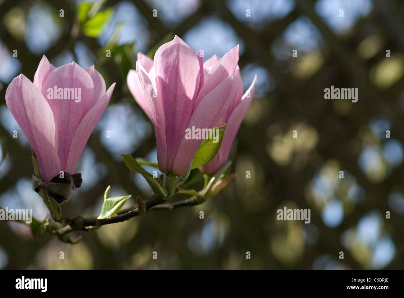 Magnolia cup hi-res stock photography and images - Alamy