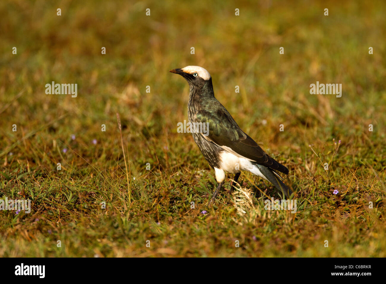 White Starling High Resolution Stock Photography and Images - Alamy