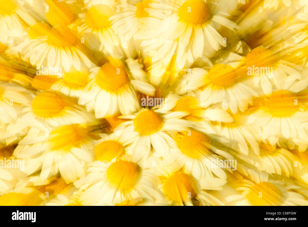 Yellow Aster flowers in holehird Gardens, Windermere, Cumbria, UK, of ...