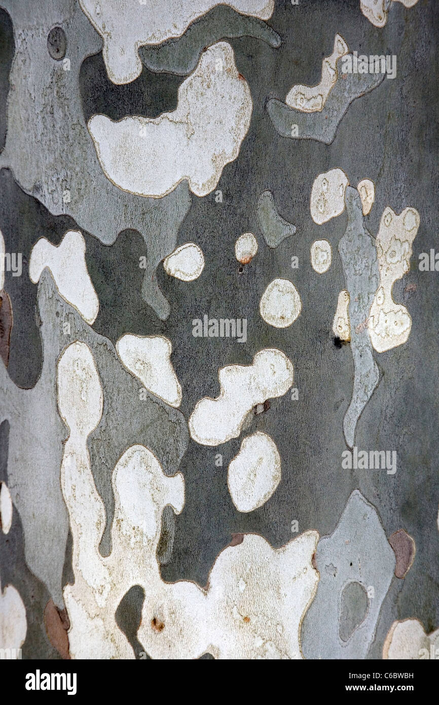 Tree Bark pattern Stock Photo - Alamy
