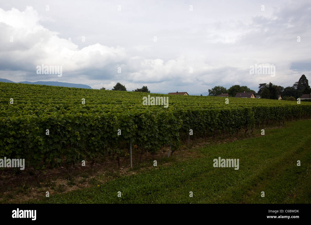 Coppet Vineyards alongside Swiss Lake Geneva Stock Photo - Alamy