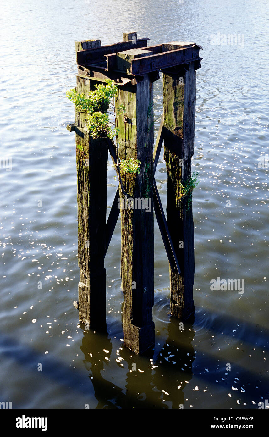 Old wooden mooring dolphin at Hafencity in the German port of Hamburg ...