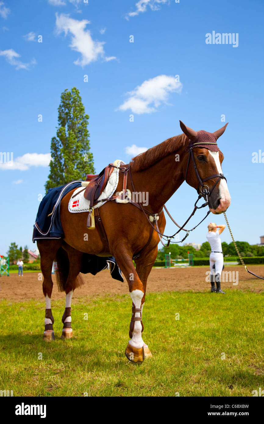 Saddled horse ready to run Stock Photo - Alamy