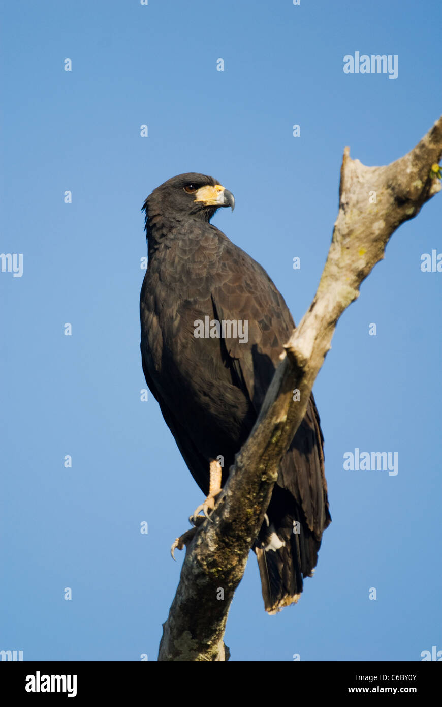 Black hawk hi-res stock photography and images - Alamy