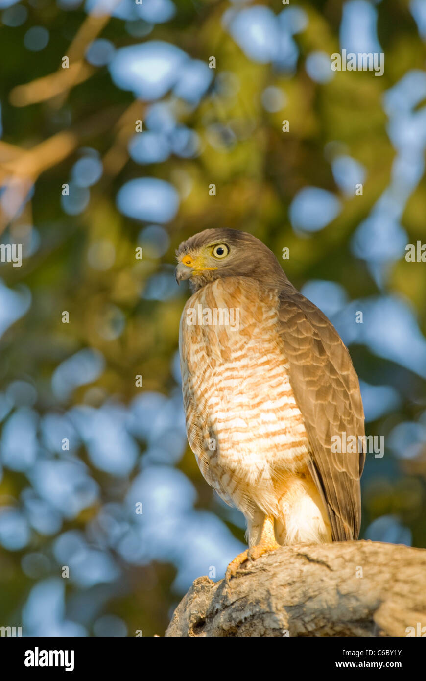 Roadside hawk hi-res stock photography and images - Alamy