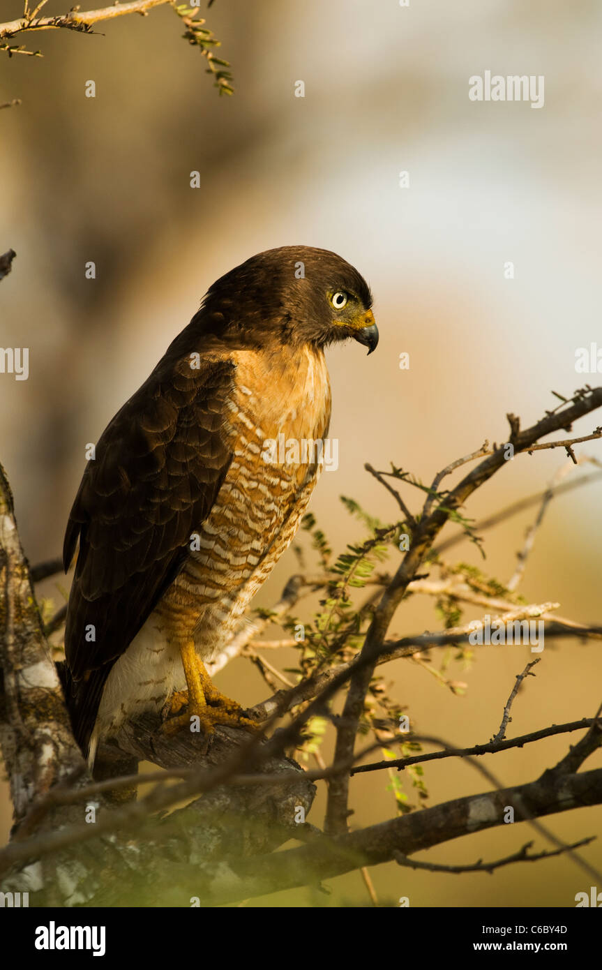 Roadside hawk hi-res stock photography and images - Alamy