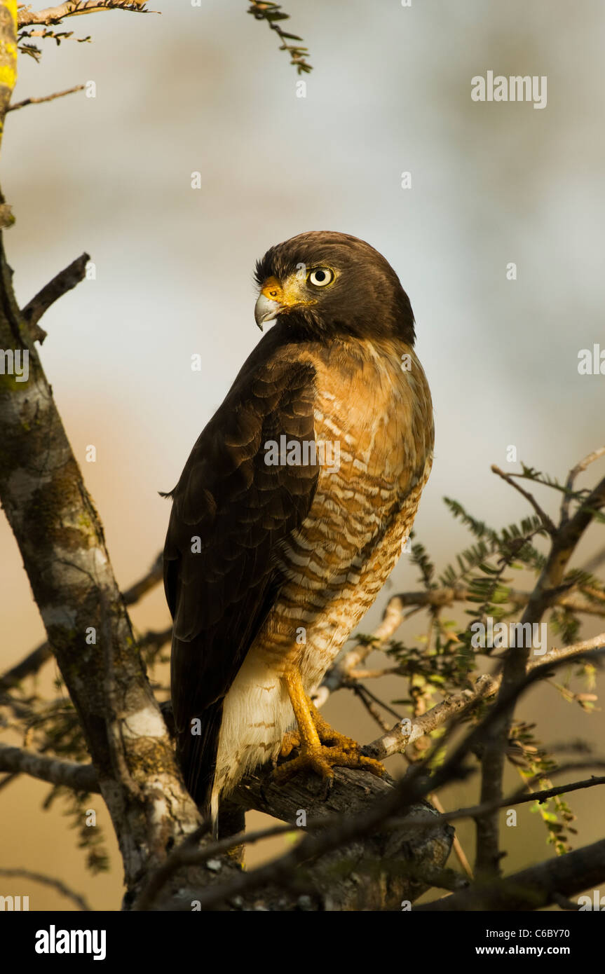 Roadside hawk hi-res stock photography and images - Alamy