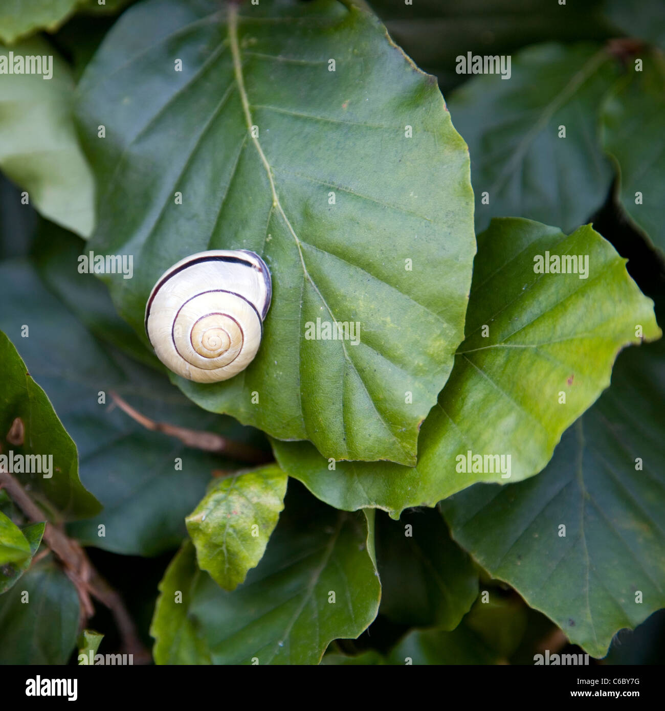 Curled snail hi-res stock photography and images - Alamy