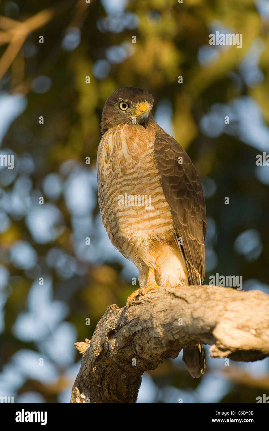Roadside hawk hi-res stock photography and images - Alamy