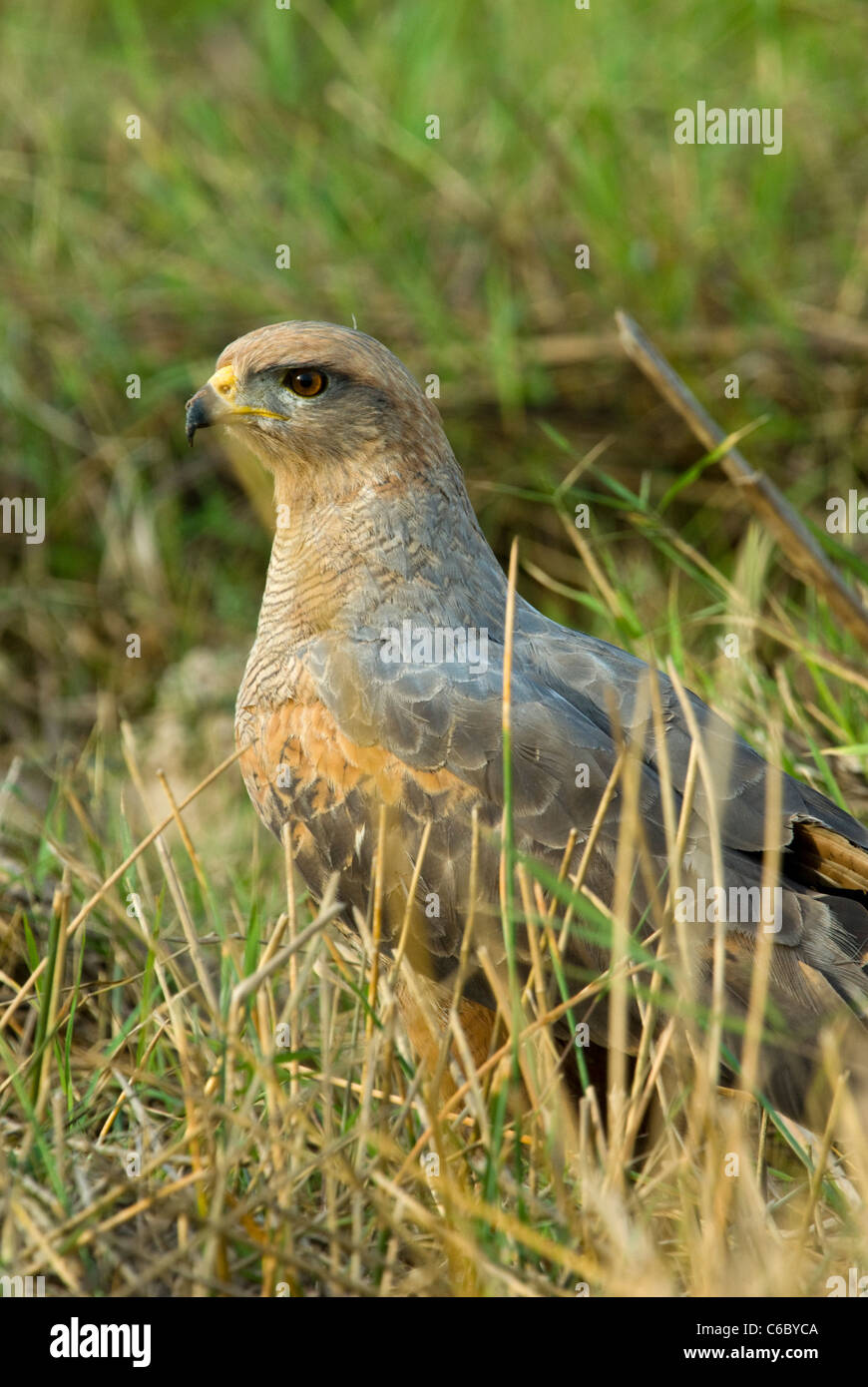 Savanna hawks hi-res stock photography and images - Alamy