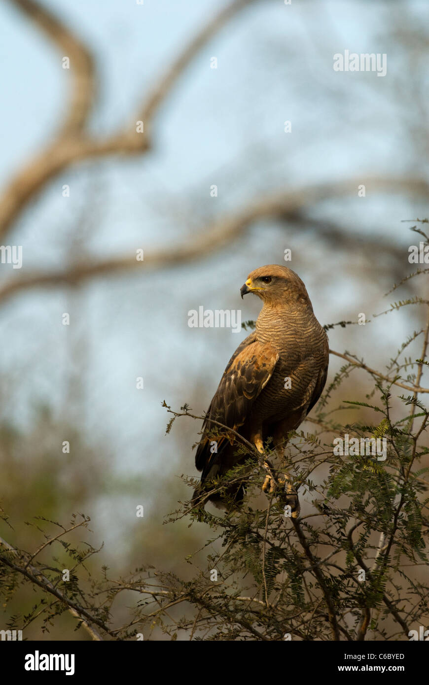 Savanna hawks hi-res stock photography and images - Alamy