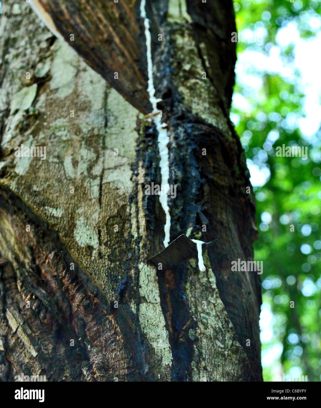 Rubber tree rubber tapping hi-res stock photography and images - Alamy