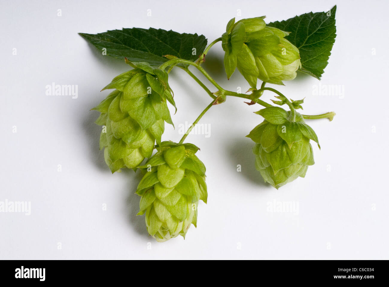 HOPS Sazz- fine aroma hops Stock Photo - Alamy