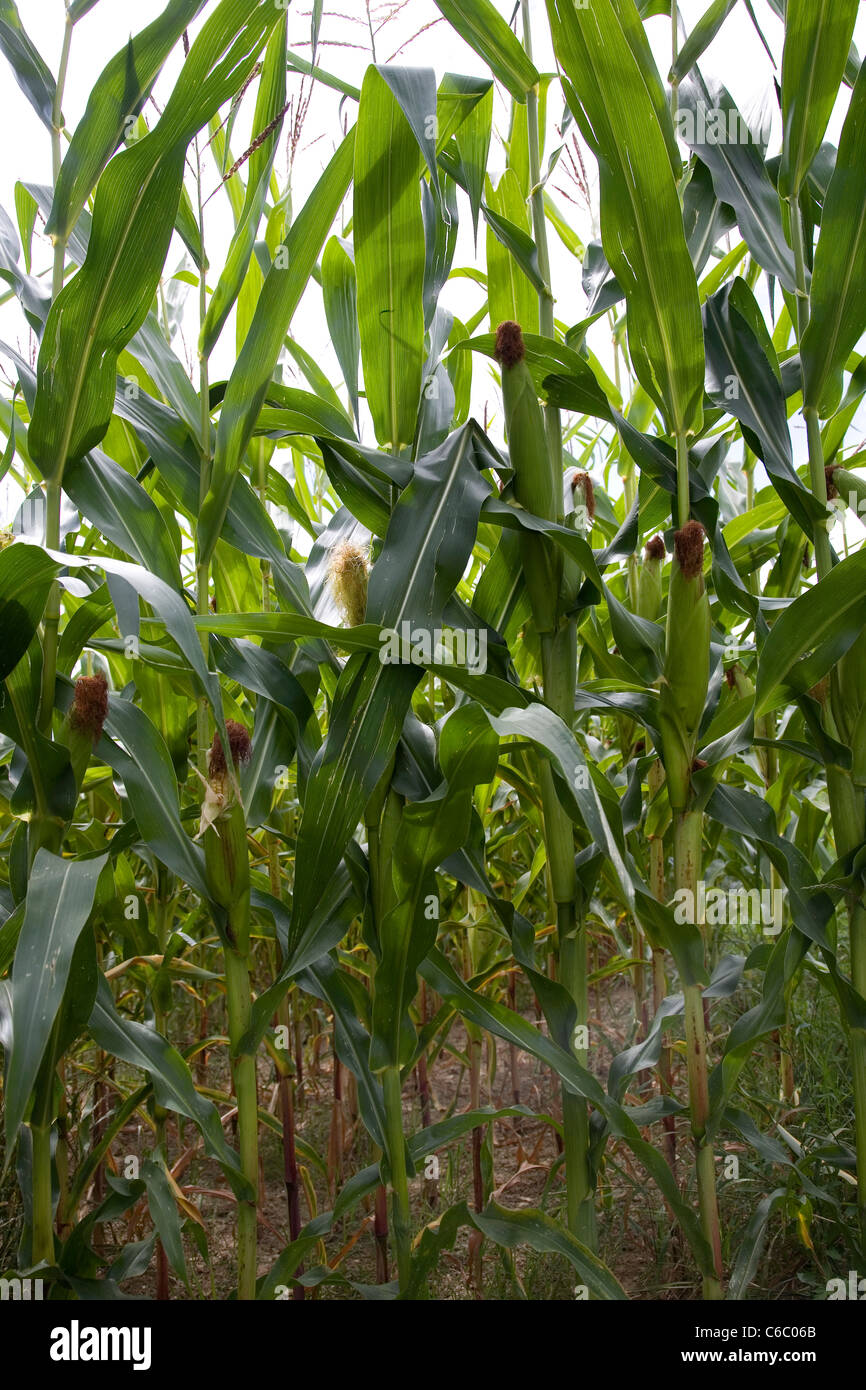 Corn Crops in Morges area of Switzerland - Vaud Canton Stock Photo - Alamy