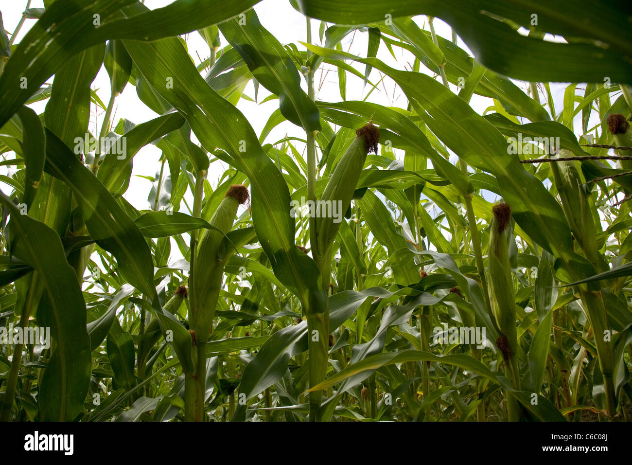 Corn Crops in Morges area of Switzerland - Vaud Canton Stock Photo - Alamy