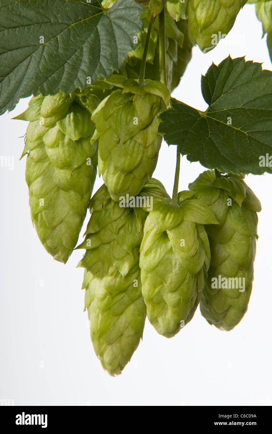 Hops leaf hi-res stock photography and images - Alamy