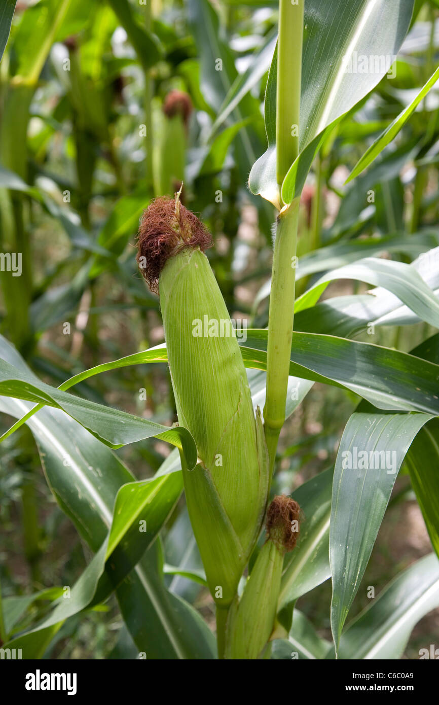 Corn Crops in Morges area of Switzerland - Vaud Canton Stock Photo - Alamy