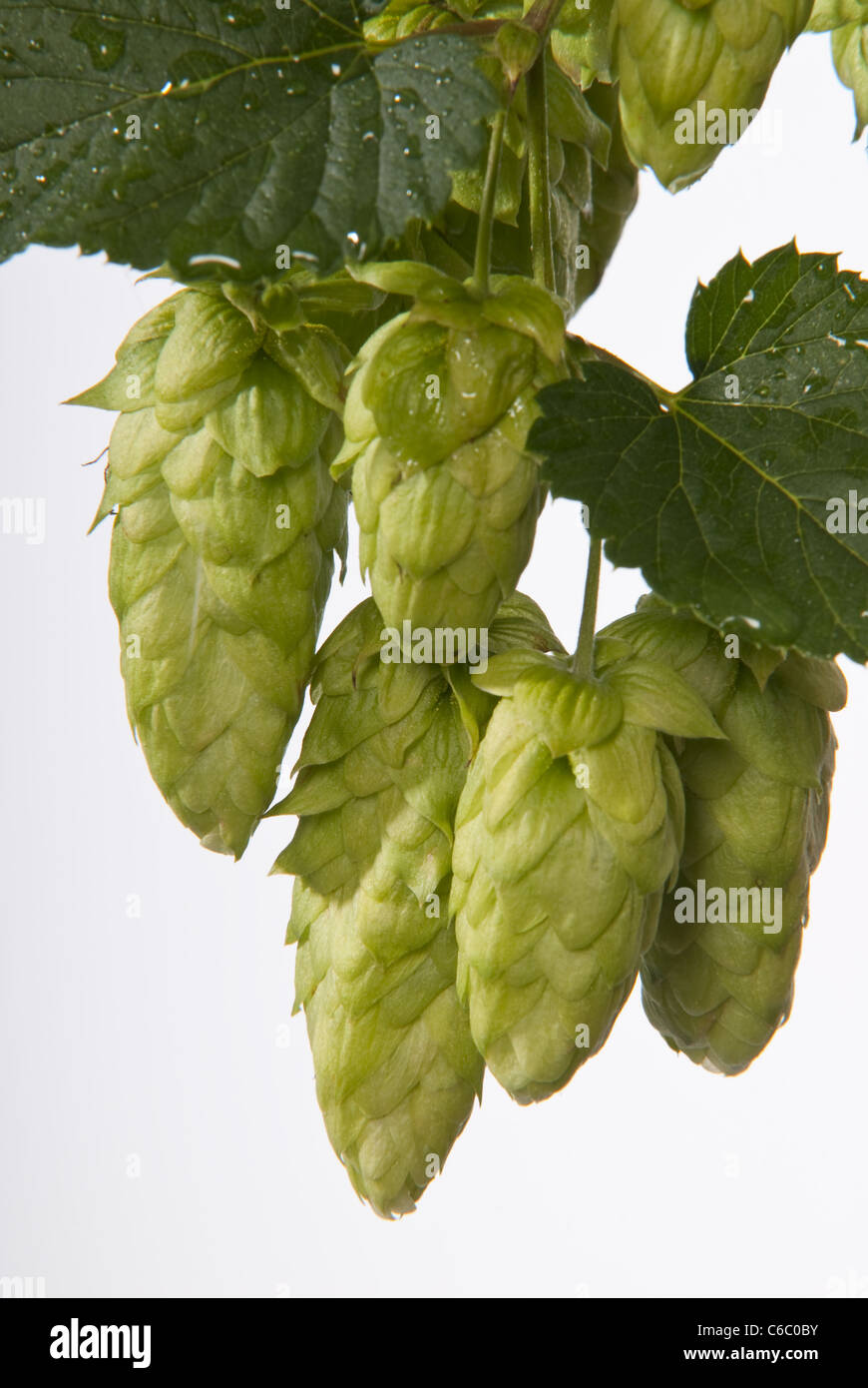 HOPS Sazz- fine aroma hops Stock Photo - Alamy