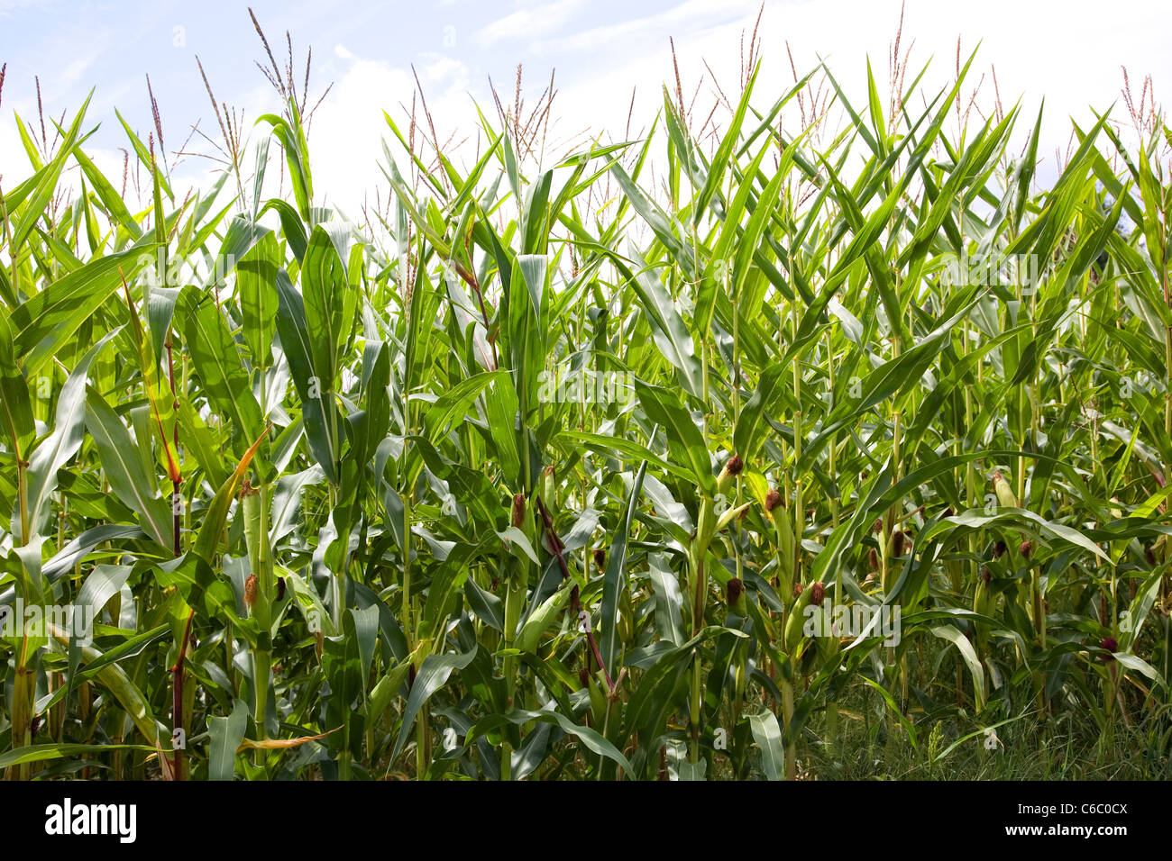 Corn Crops in Morges area of Switzerland - Vaud Canton Stock Photo - Alamy
