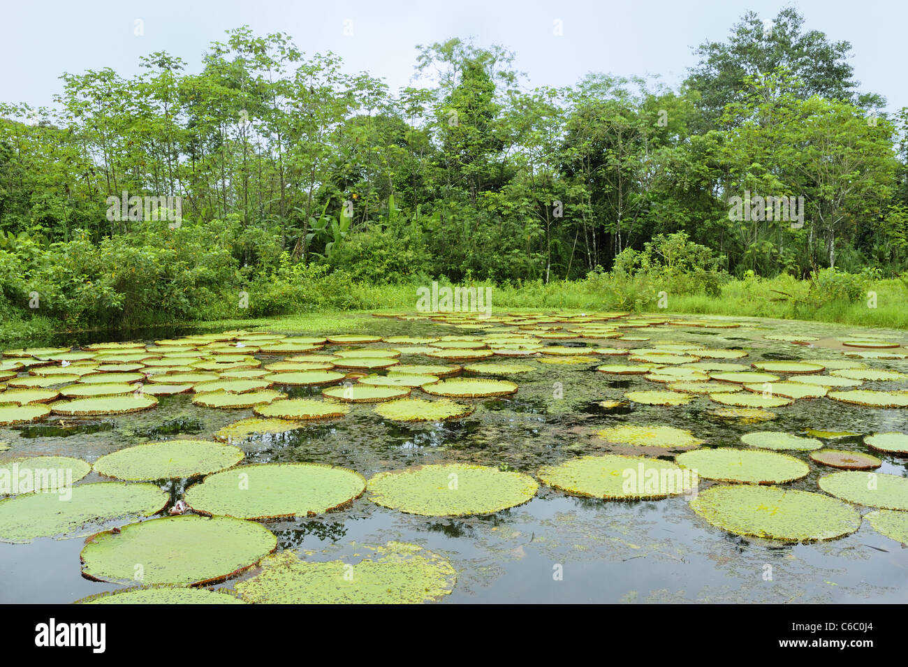 Amazon pond hi-res stock photography and images - Alamy