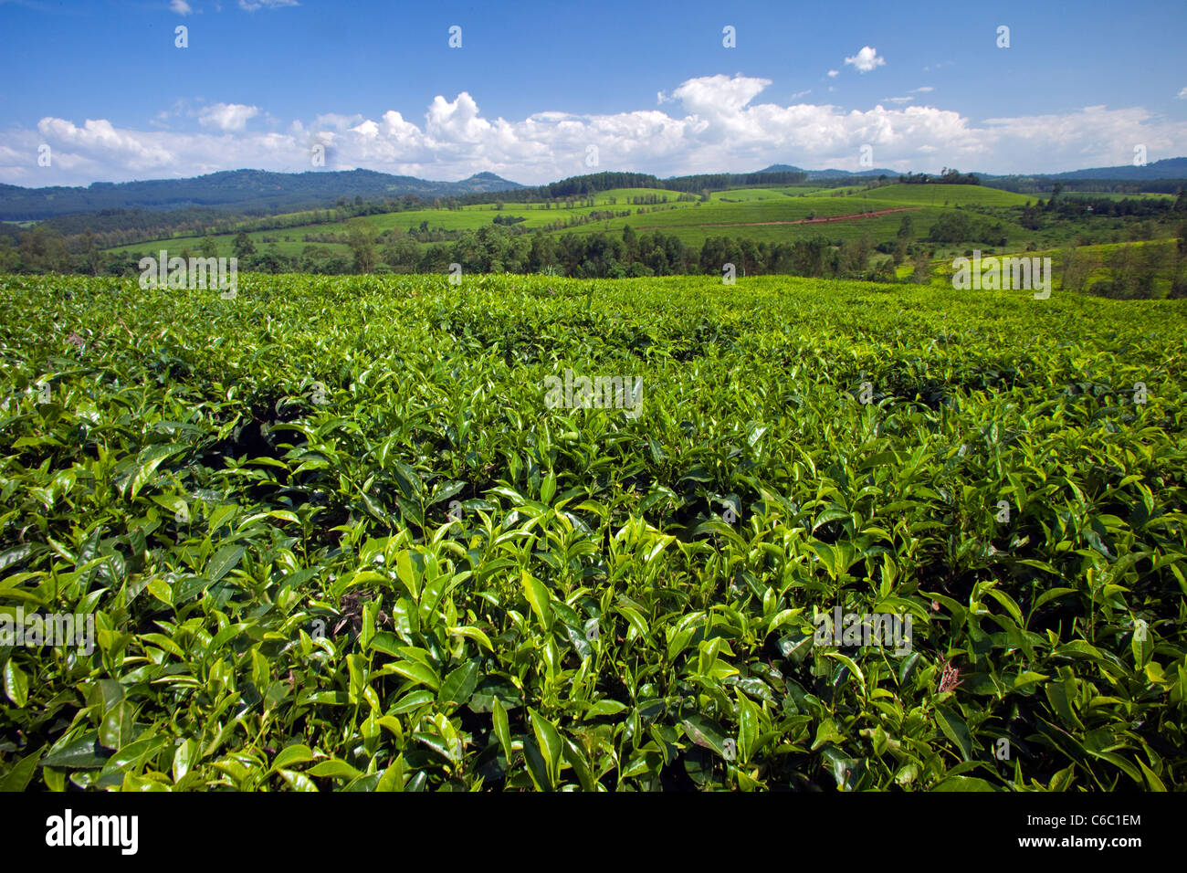 Tea plantation Semien region Ethiopia Stock Photo - Alamy