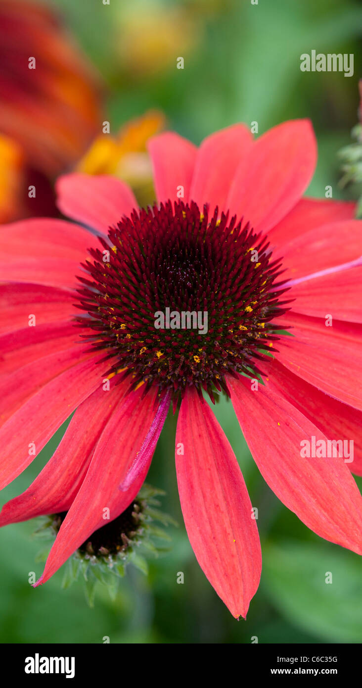 Echinacea hybrida 'Cheyenne Spirit'. Coneflower Stock Photo - Alamy