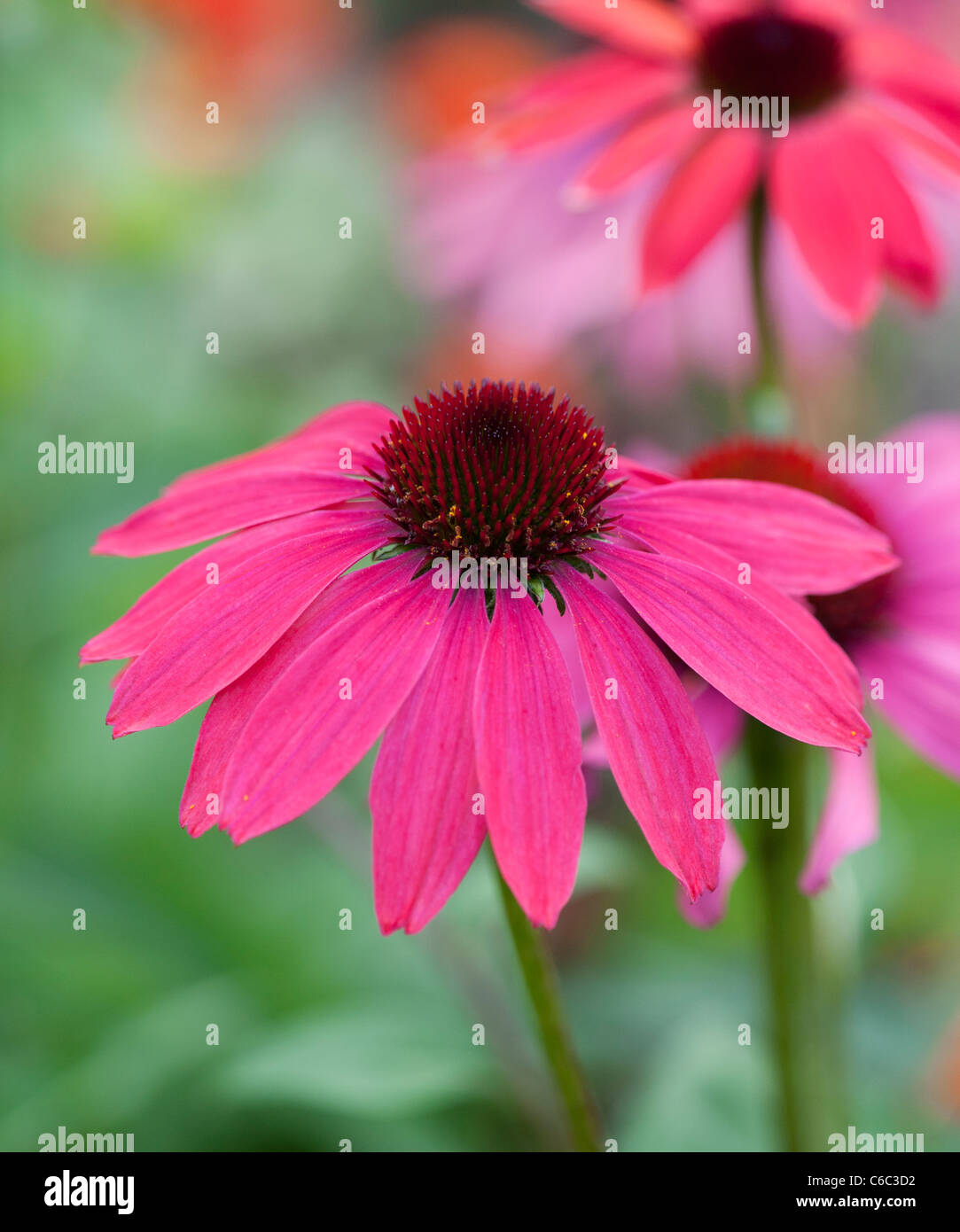 Echinacea hybrida 'Cheyenne Spirit'. Coneflower Stock Photo - Alamy
