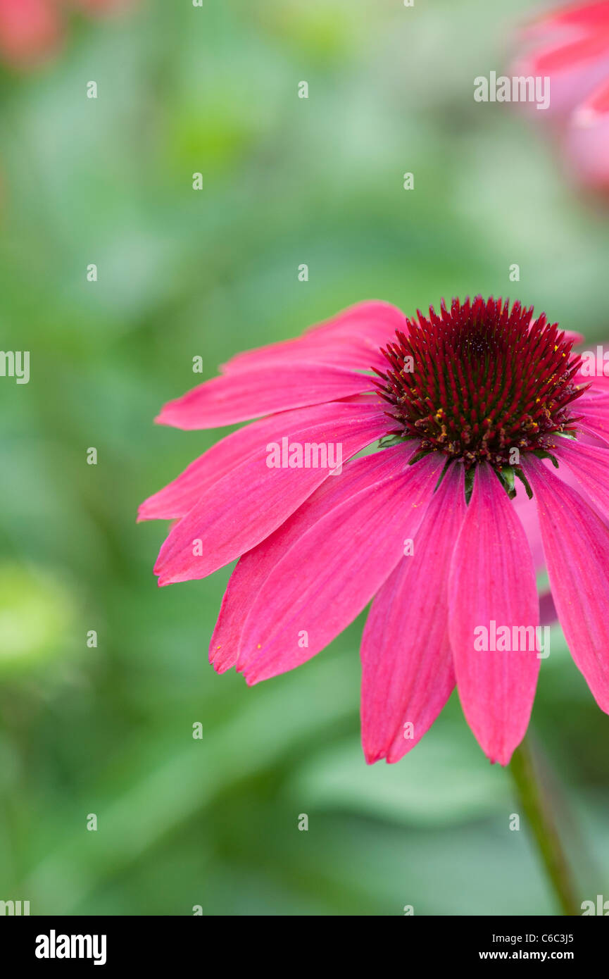 Echinacea hybrida 'Cheyenne Spirit'. Coneflower Stock Photo - Alamy