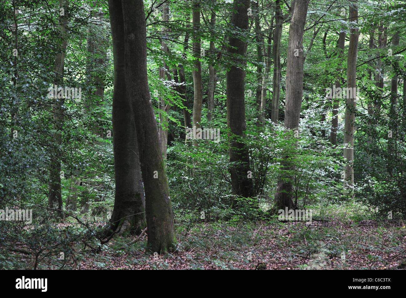 Ipsden wood in summer foliage UK Stock Photo - Alamy