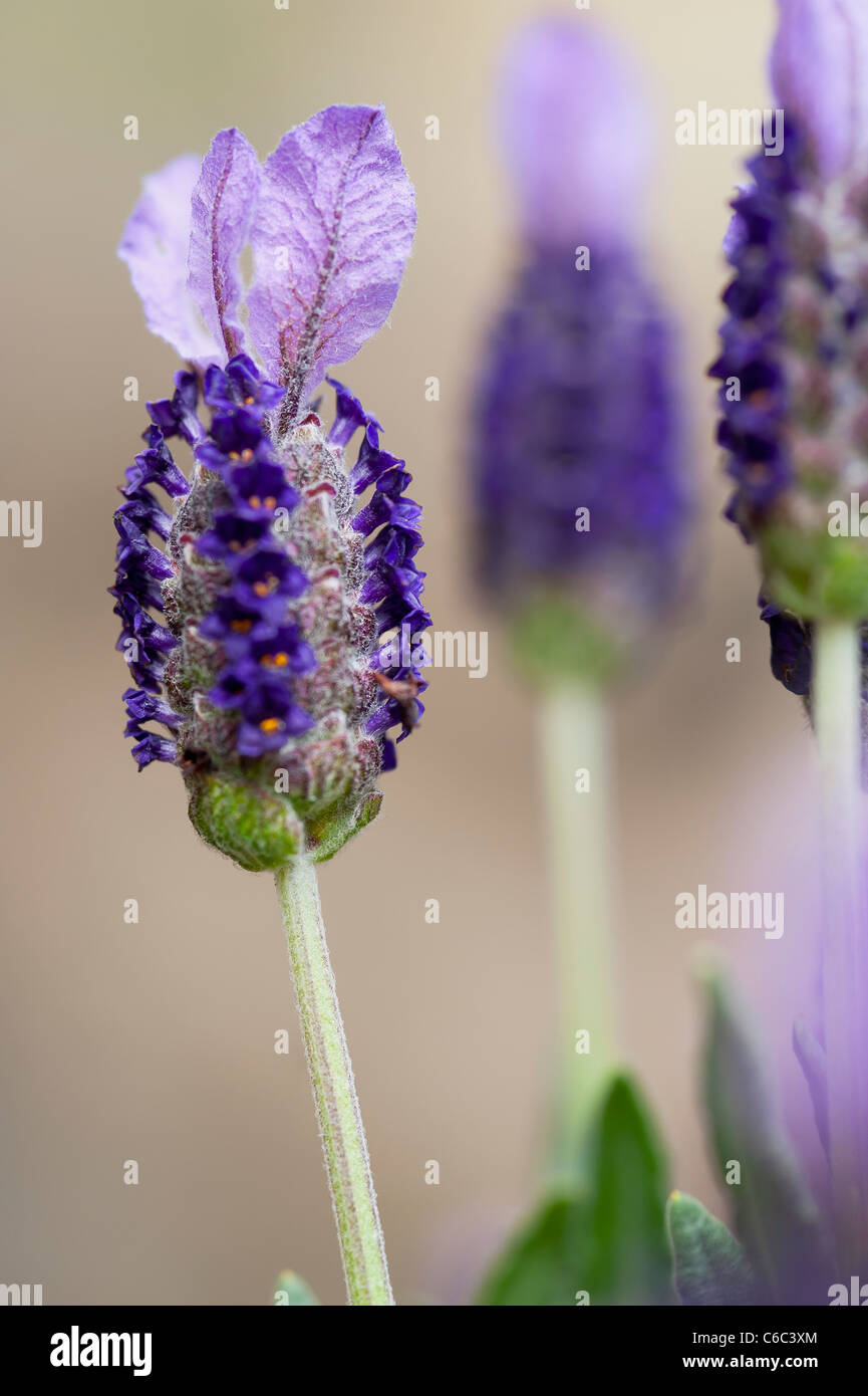 A macro close up of a flowering Lavender in an English country garden ...
