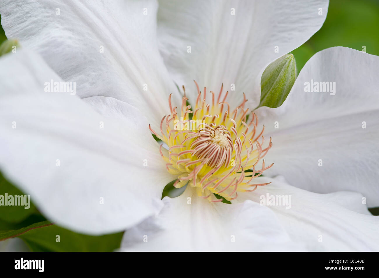 A macro close up of a beautiful White Chantilly Clematis flower in full ...