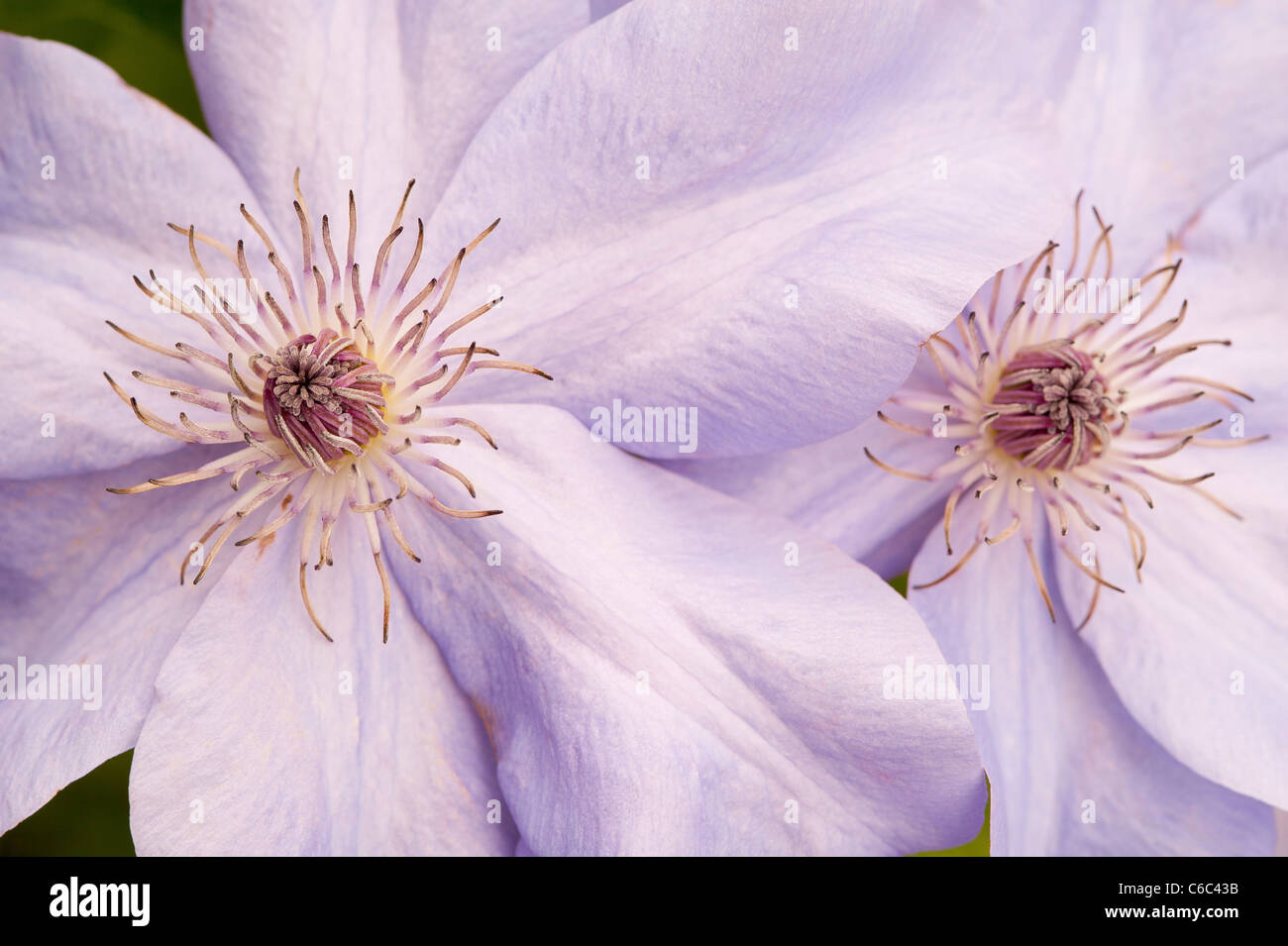 A macro close up of a purple Clematis 'shimmer' flower in an English ...
