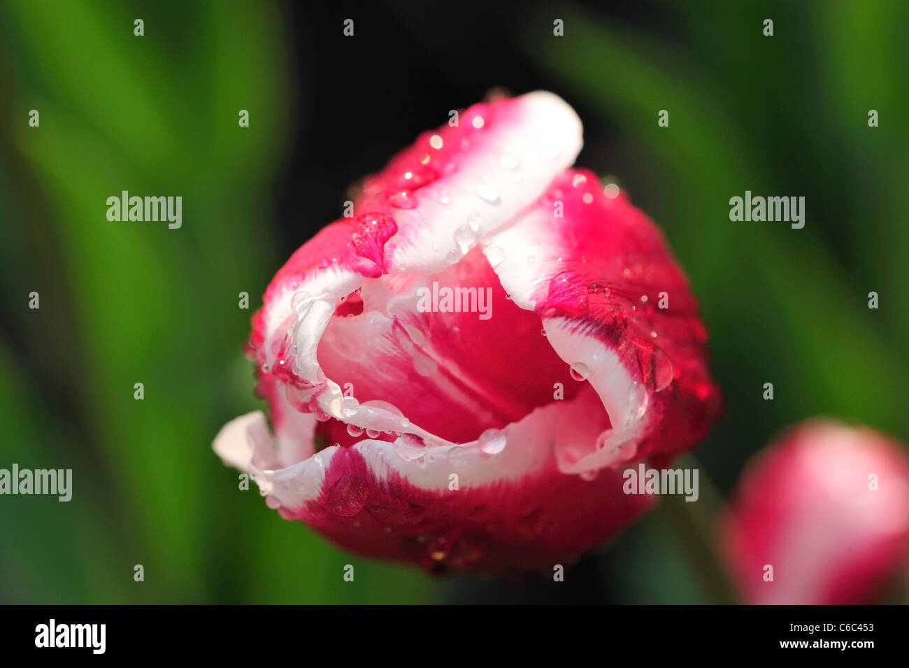 image of tulip flower with drops Stock Photo - Alamy
