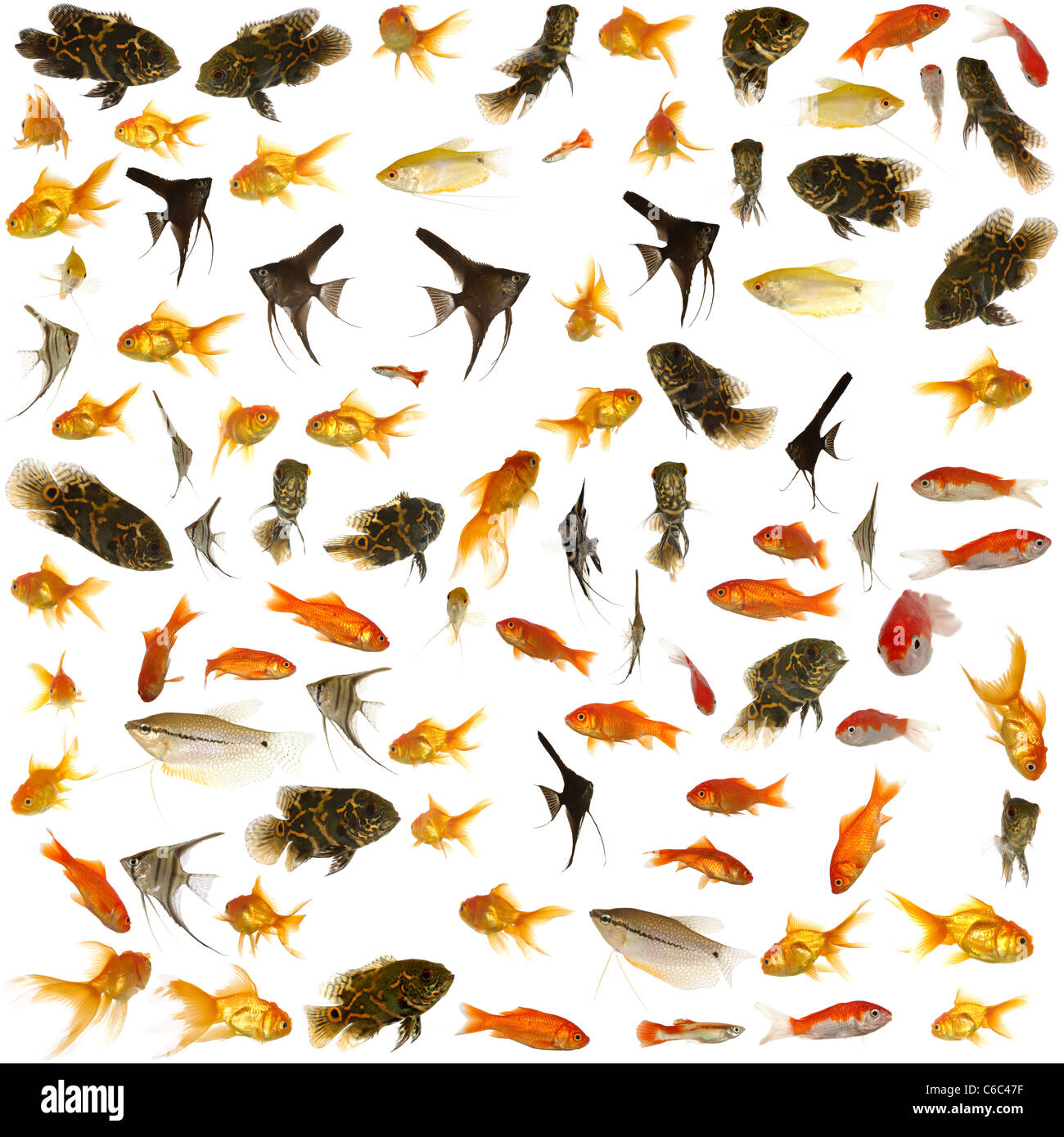 Fish collection with many different tropical fish Stock Photo - Alamy