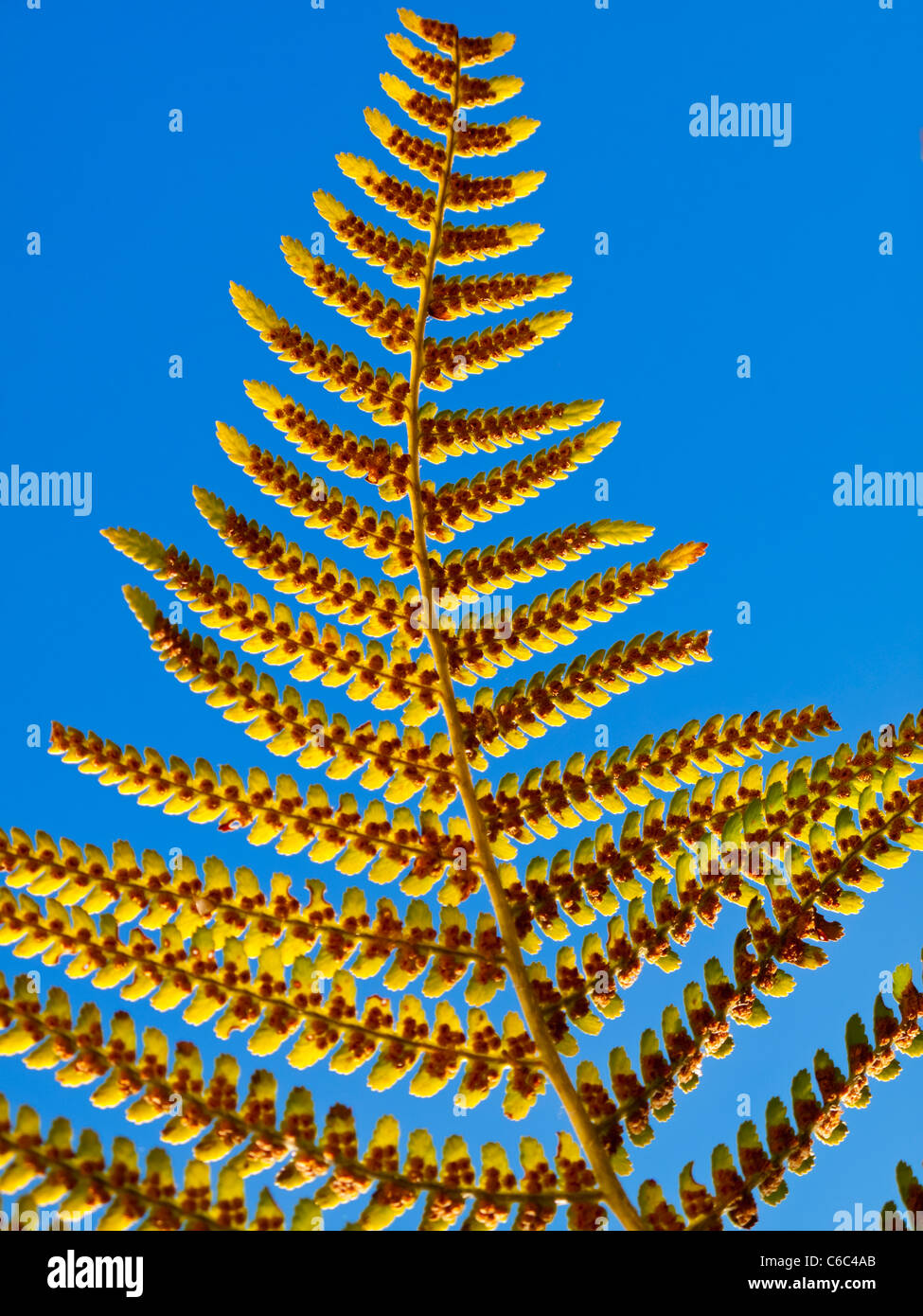 Pteridophyta hi-res stock photography and images - Alamy
