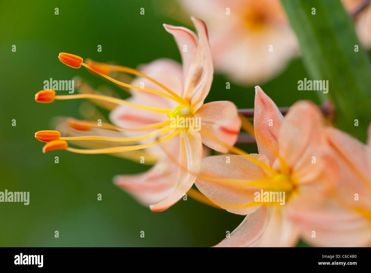 A macro close up of a pretty garden flower 'Eremurus - Cleopatra' in ...