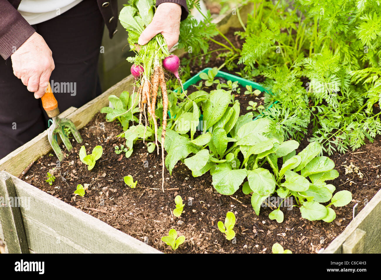 Gardening in a small raised vegetable planter Stock Photo - Alamy