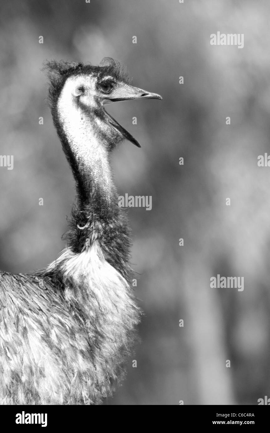 Ostrich black and white hi-res stock photography and images - Alamy