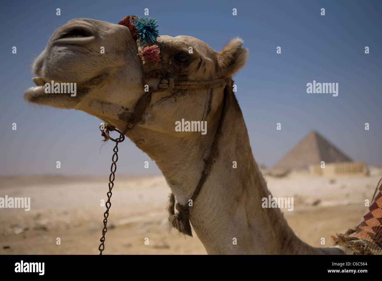 A camel rests in front of the Giza pyramids, near Cairo, Egypt, August 9, 2011 Stock Photo - Alamy
