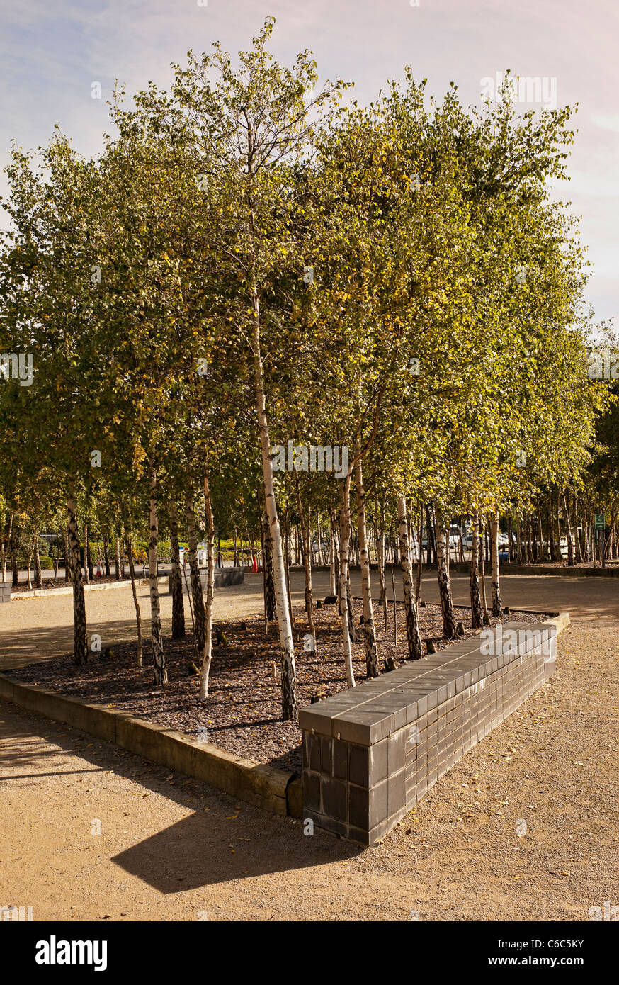 Silver birch in landscape hi-res stock photography and images - Alamy
