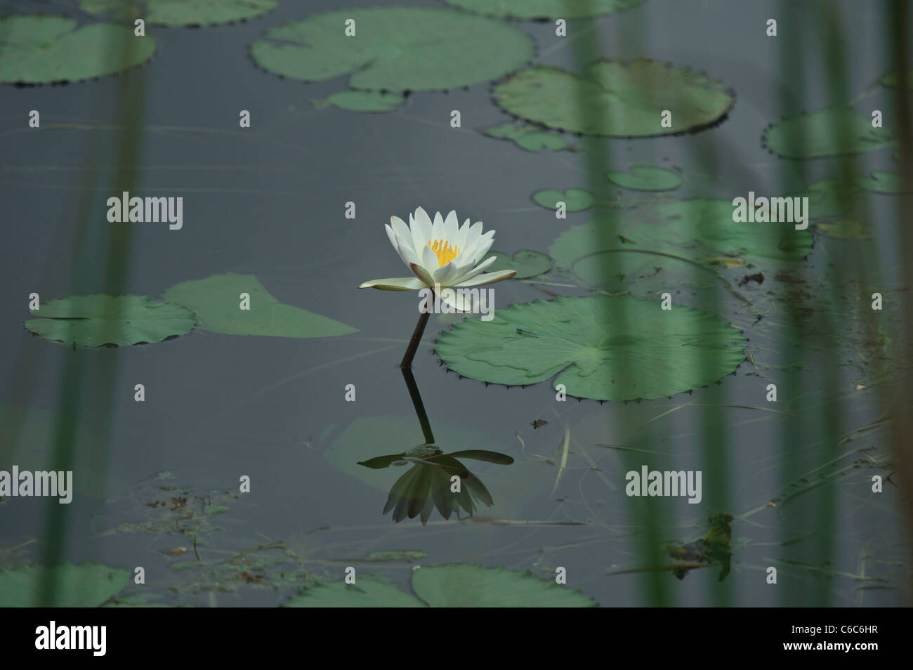 Lalbagh lake hi-res stock photography and images - Alamy