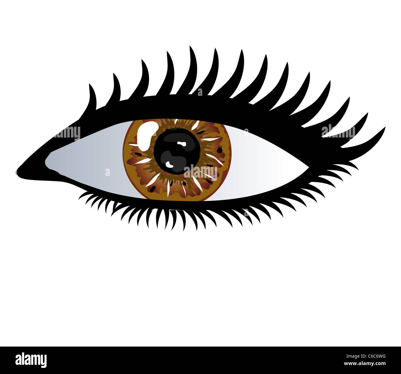 Human eye black eyebrow Cut Out Stock Images & Pictures - Alamy